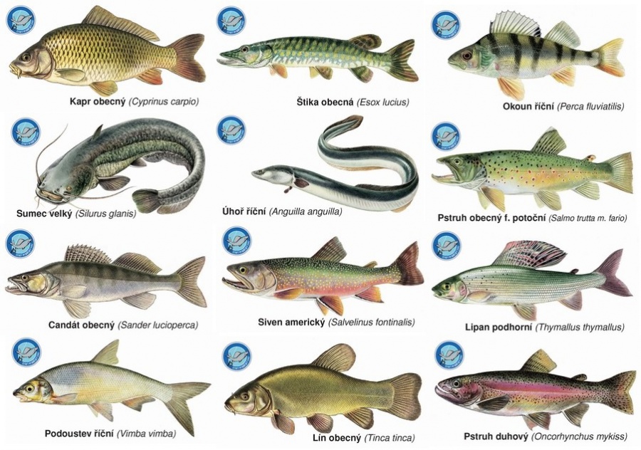 Magnetka s motivem ryby :: Rybářské potřeby Král